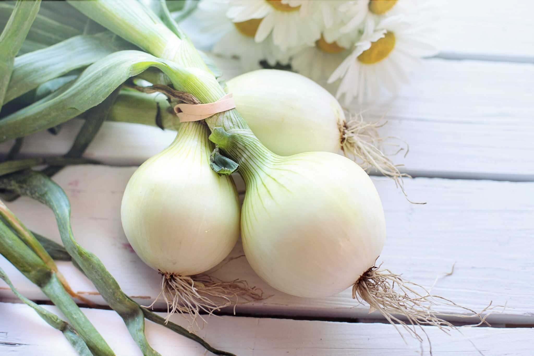 Cebolleta fresca: el vegetal versátil y nutritivo - Prove